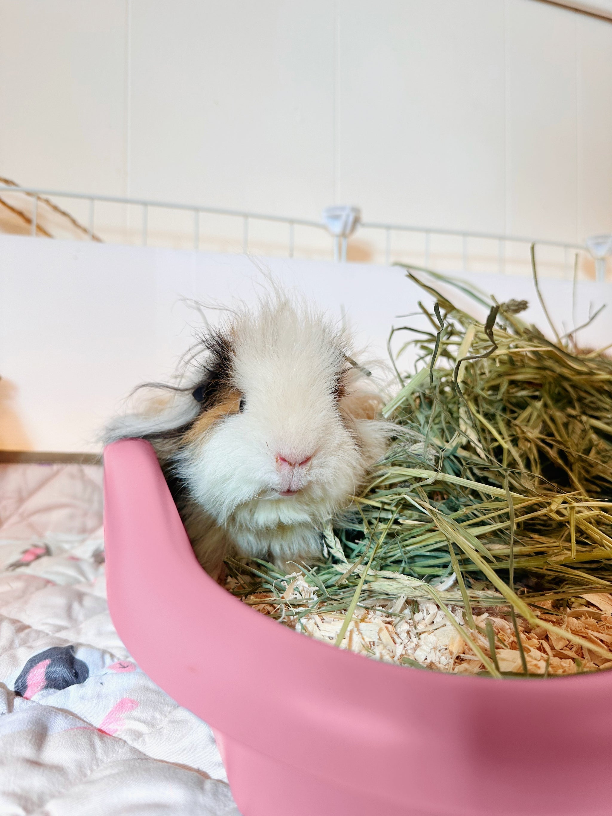 Piggy Litterbox – The Pig Room